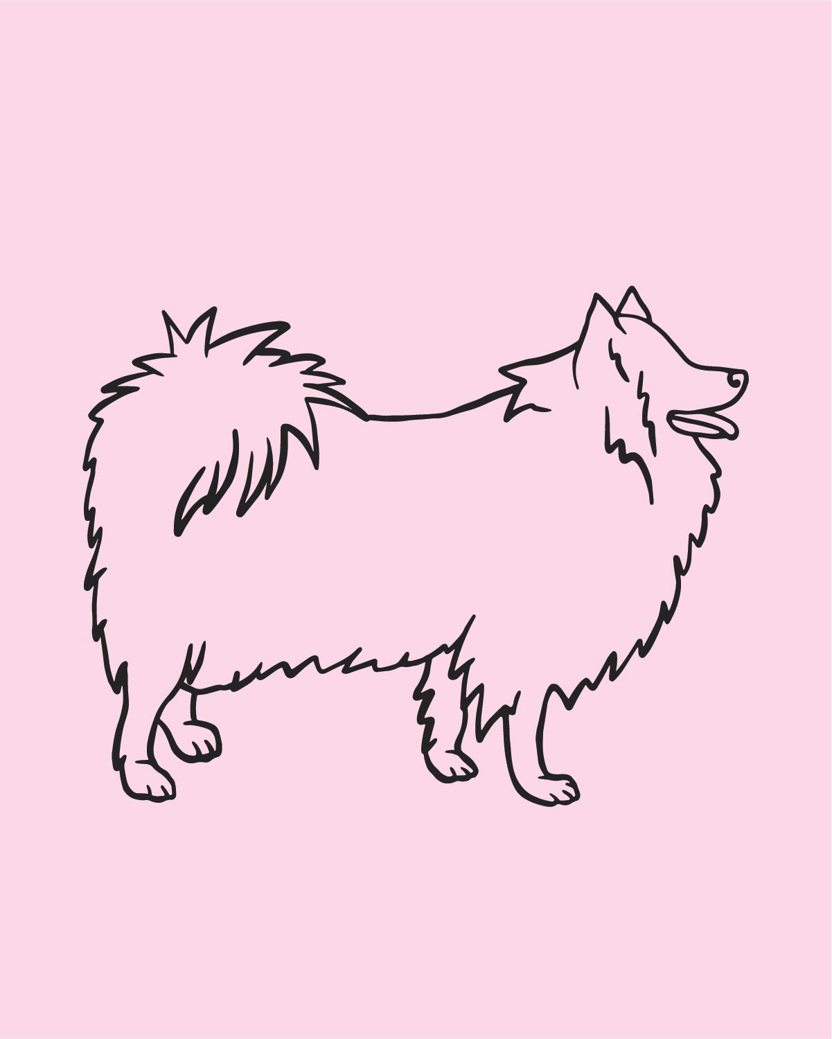 JapaneseSpitz2-724184.jpg?v=1644283821