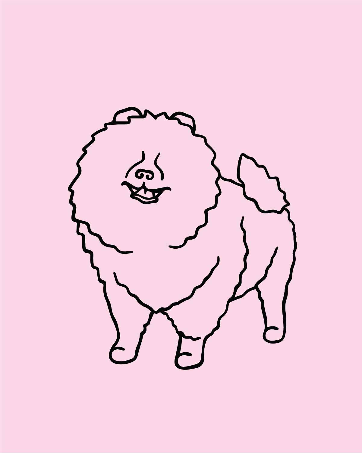 Papillon2.jpg?v=1606116409